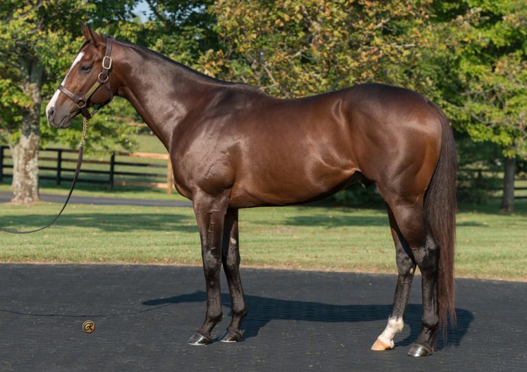 First foal a filly for WinStar Farm’s Nashville - WinStar Farm
