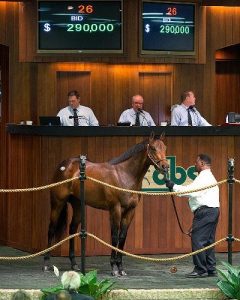 Colonel John colt sells for $290K at OBS - WinStar Farm