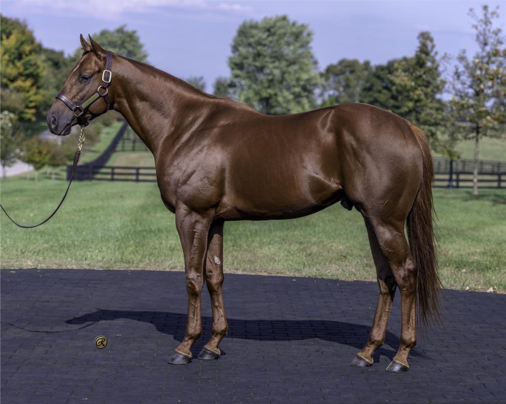 Speightster first-timer becomes sires 10th winner - WinStar Farm