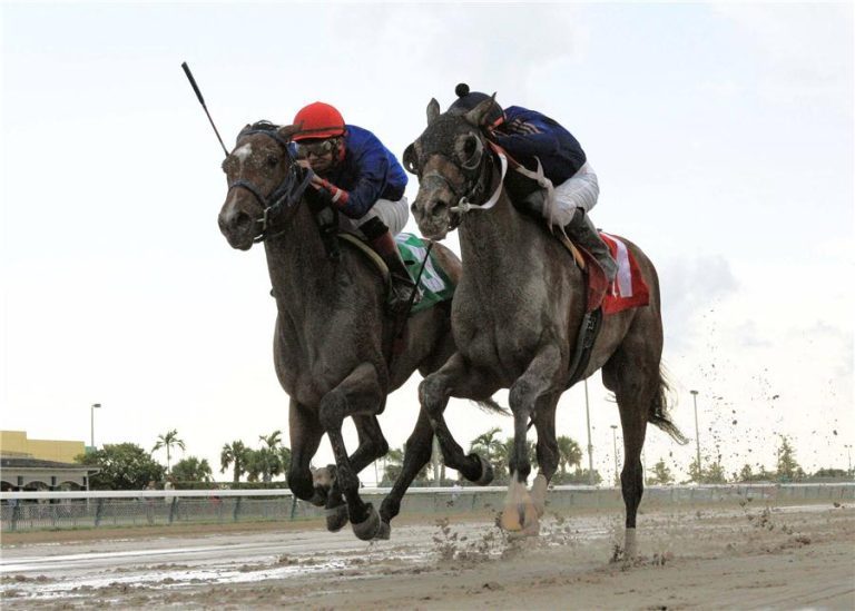 Street Girl gets nod in $100K Calder Oaks - WinStar Farm