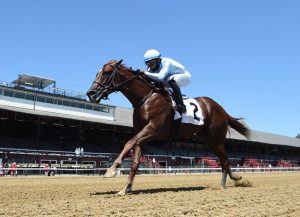 Distorted Humor colt a TDN 'Rising Star' at Saratoga - WinStar Farm