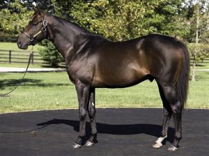 Latest Exaggerator winner takes debut at Fair Grounds - WinStar Farm