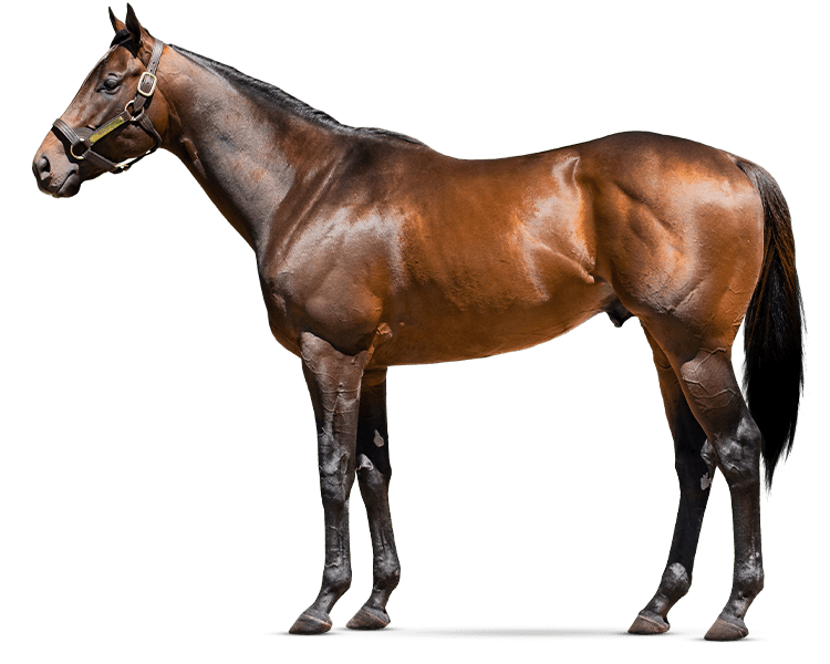 2025 Stallion Roster - WinStar Farm