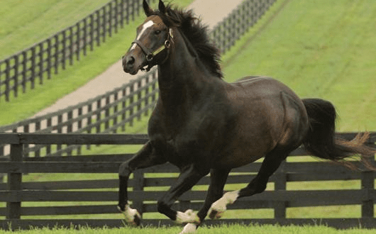 Tours - WinStar Farm